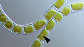 Genome analysis reveals how algae evolved into land plants | Tokyo Tech ...
