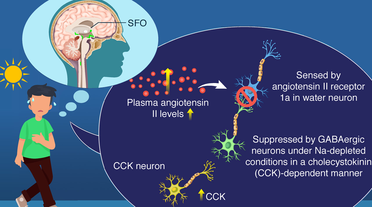 The Neurobiology of Thirst: The Neural Mechanisms that Control ...