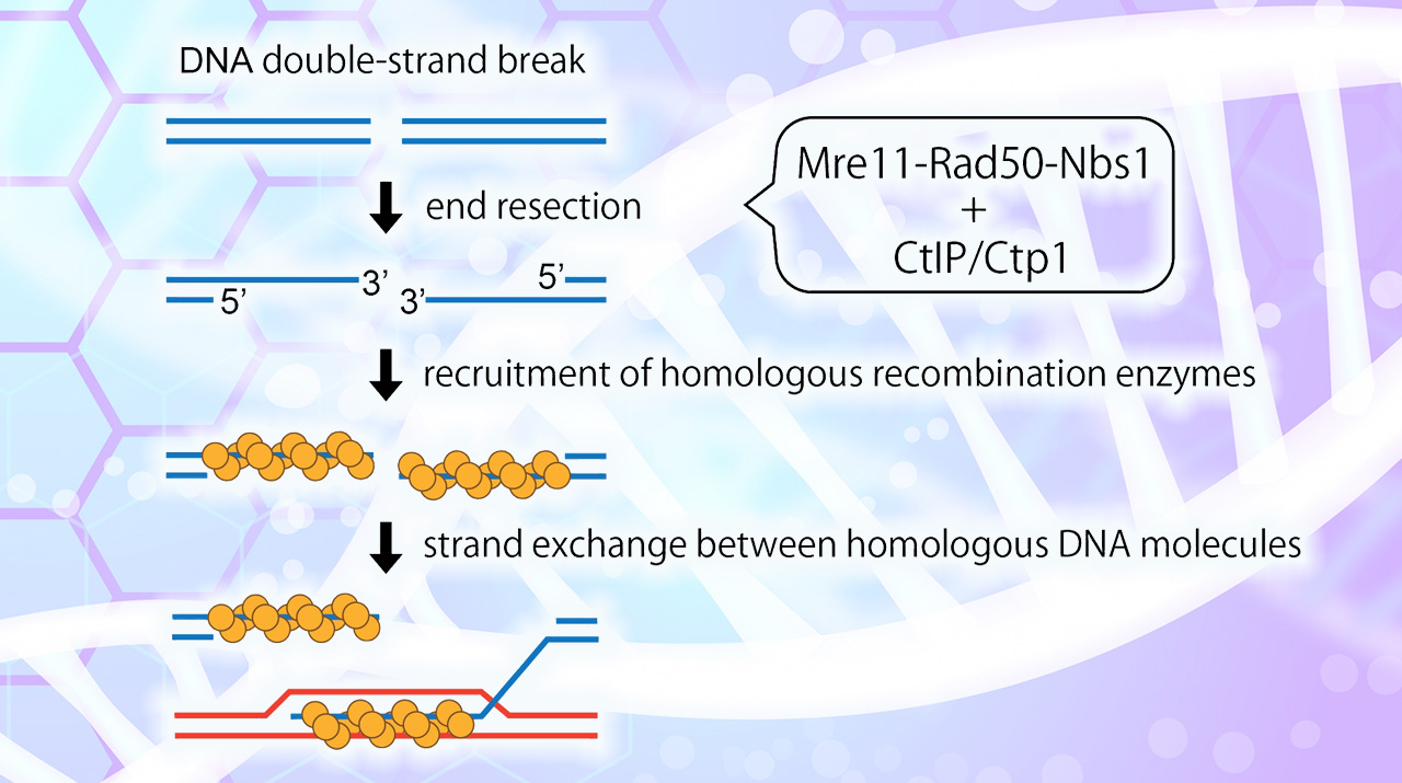 Sharing Shears: Conserved Protein Segment Activates Molecular DNA ...