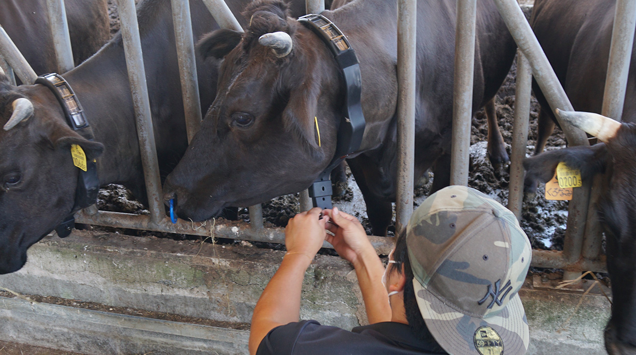 Validation of Asset Based Lending by Grazing Cattle using AI Monitoring ...