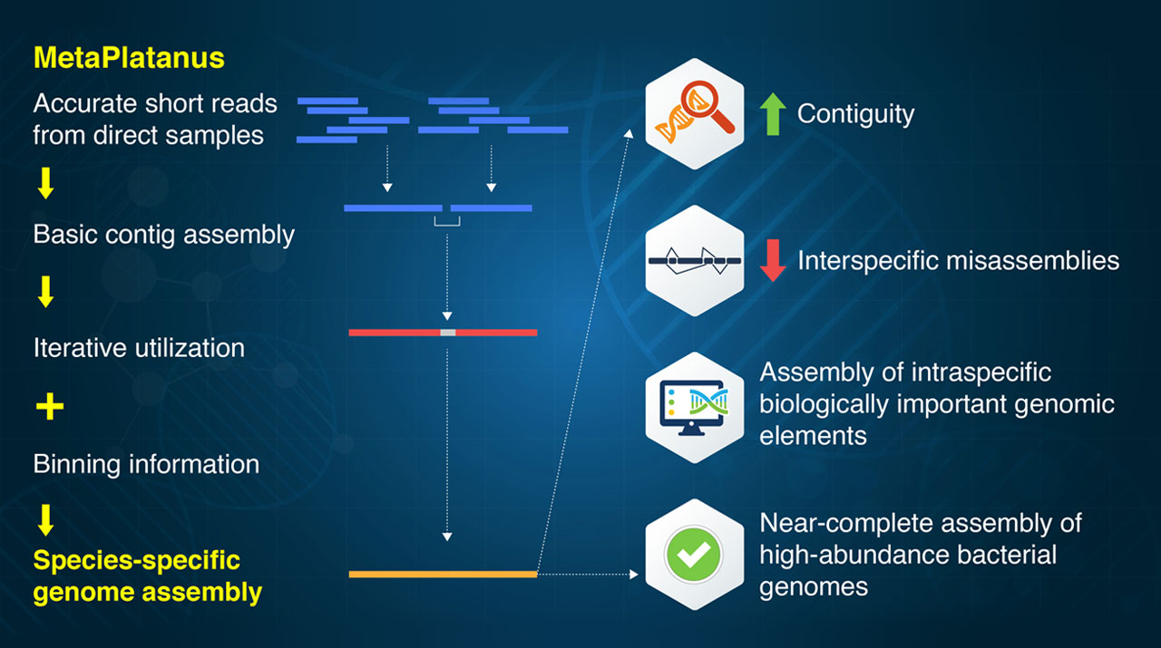 Sequencing the Unknown Made Easy: MetaPlatanus Improves Metagenome ...