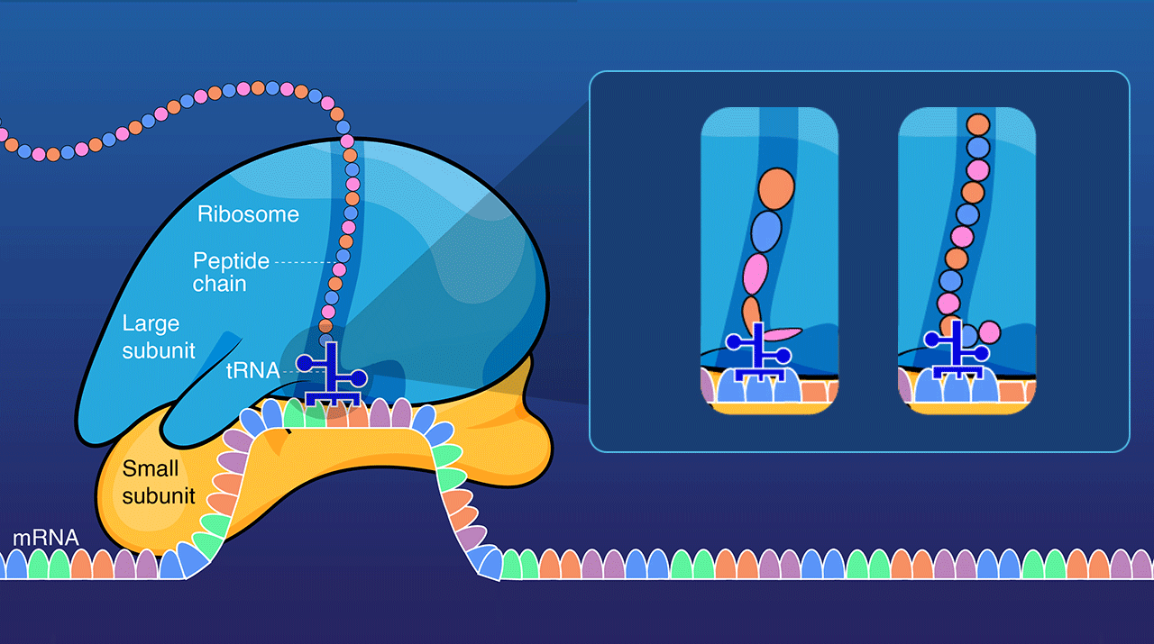 Polypeptide Chain Translation