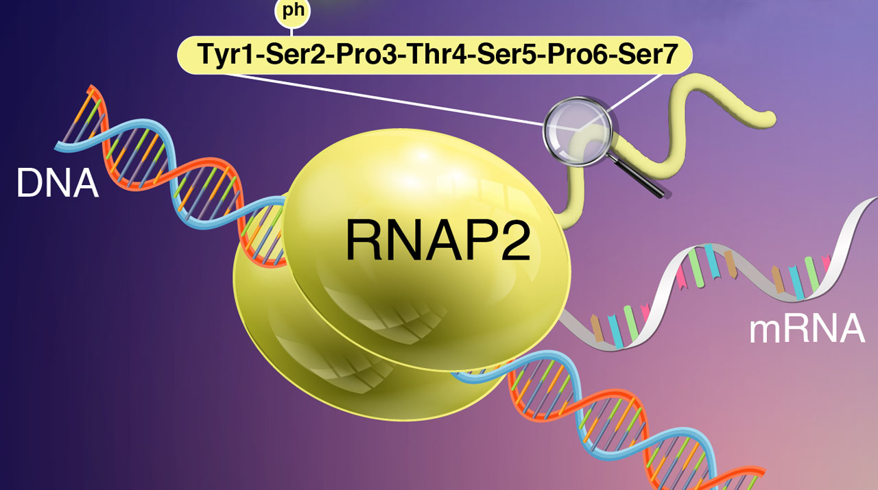 Caught on Camera: Live Imaging of Transcription Using Active RNA ...