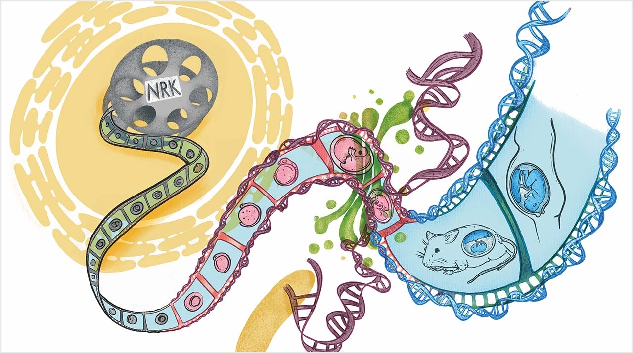 Plotting the Placental Protein NRK: Understanding the Molecular ...