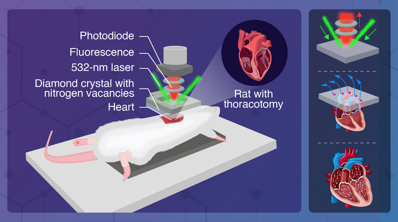 Measuring Currents in the Heart at Millimeter Resolution with a Diamond ...