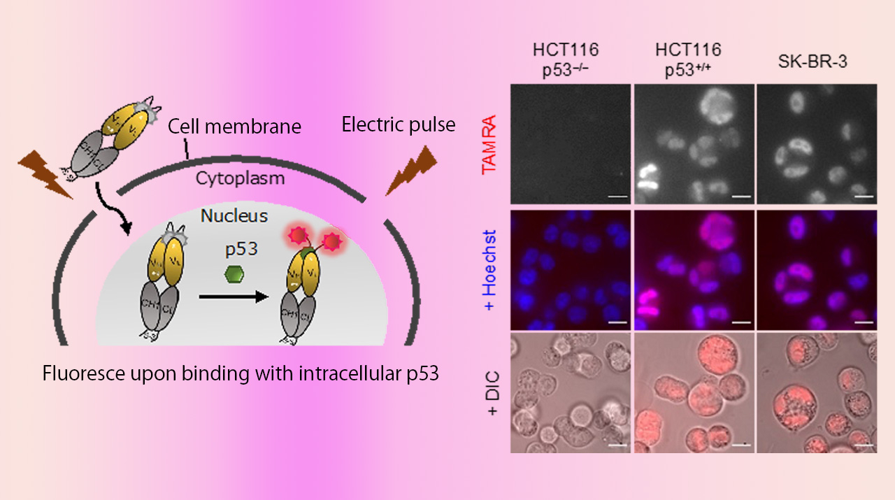 Live Intracellular Imaging with New, Conditionally Active ...