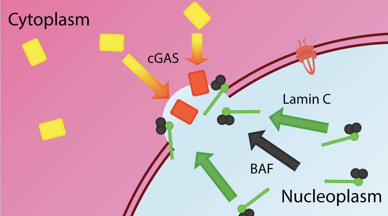 Lamin C Facilitates Repair of Damaged Nuclear Envelope in Human and ...