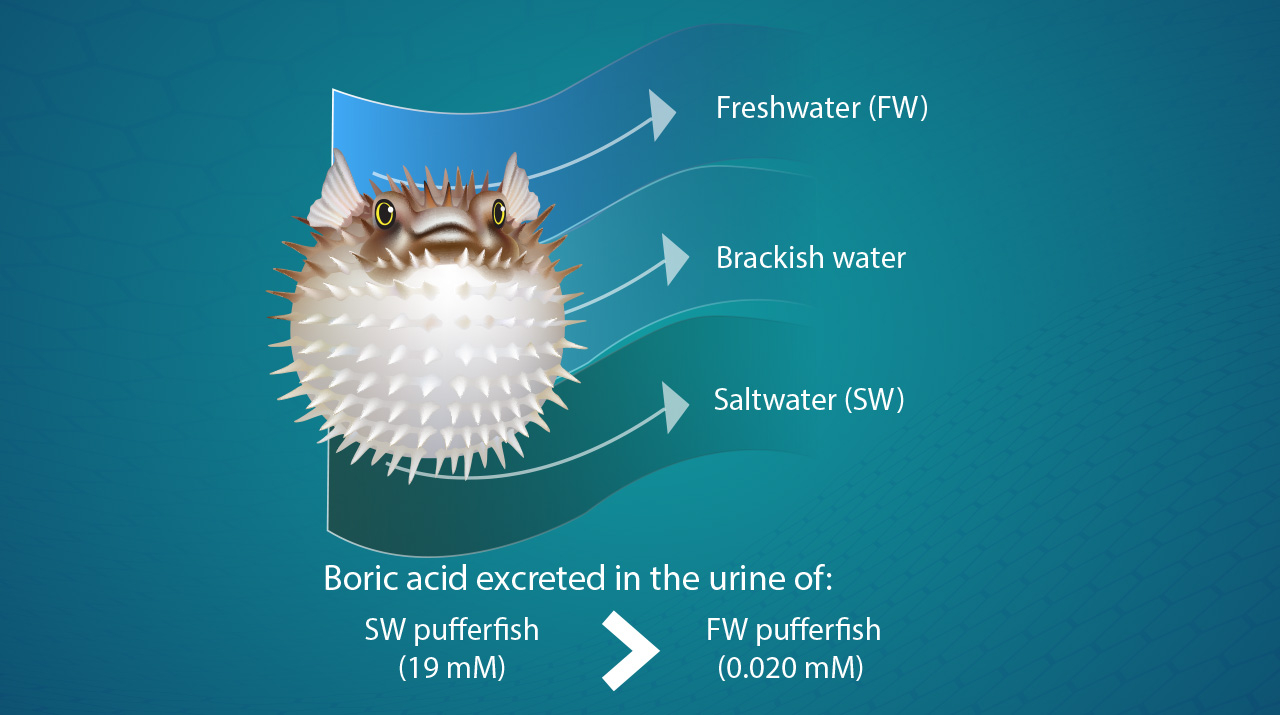 New Study Sheds Light on Boric Acid Transport and Excretion in Marine ...