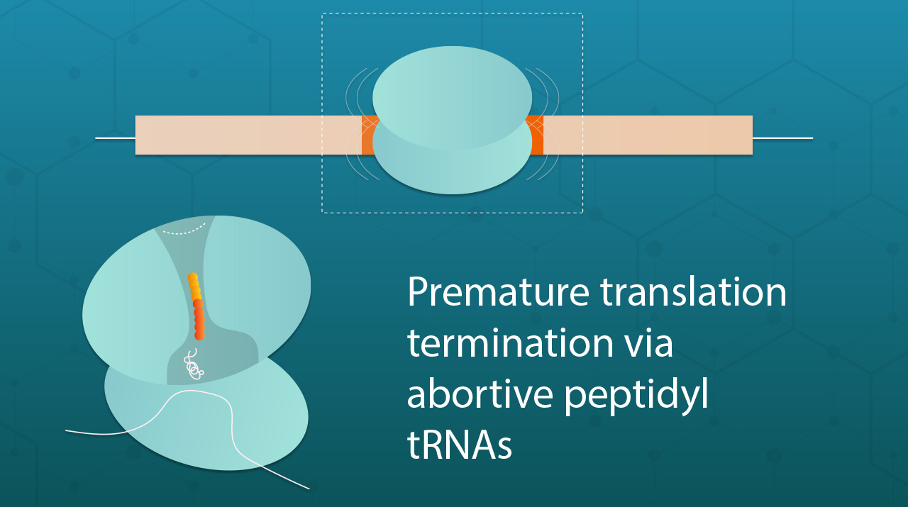 Translation Termination