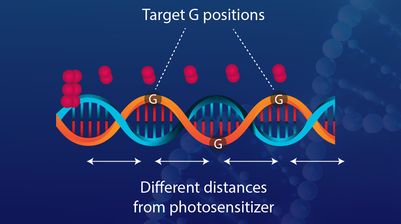A Winding Road: Mapping How Singlet Oxygen Molecules Travel Along DNA ...