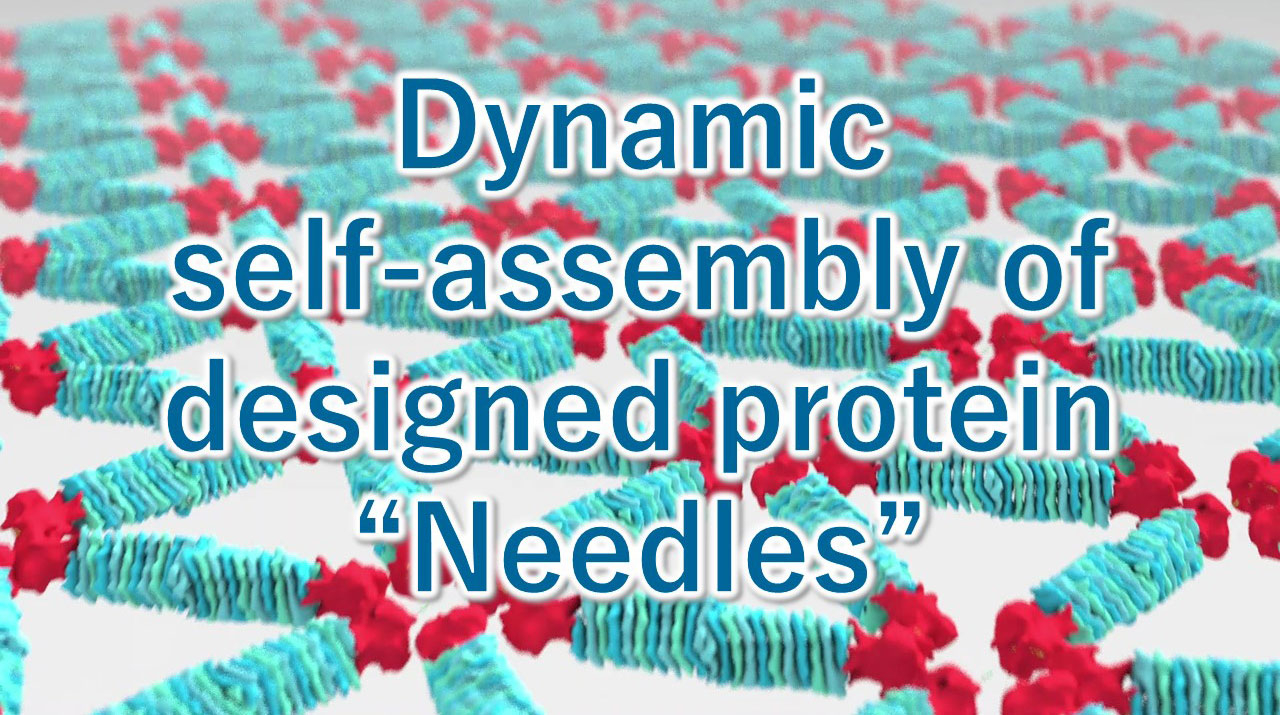 Tokyo Tech Research Video "Dynamic self-assembly of designed protein ...