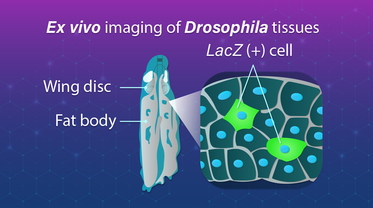 Highly sensitive Raman probe detects enzyme expression in heterogeneous ...