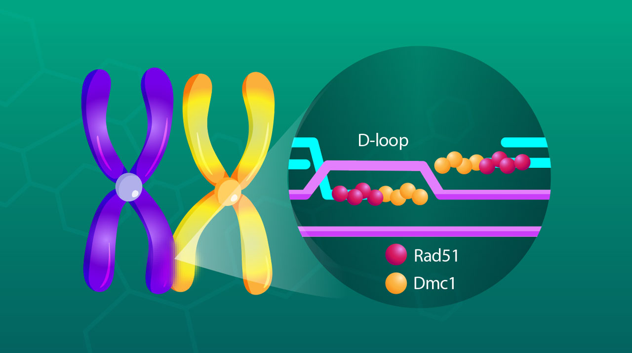 Unraveling the Molecular Basis of Dmc1 Filament Assembly in Homologous ...
