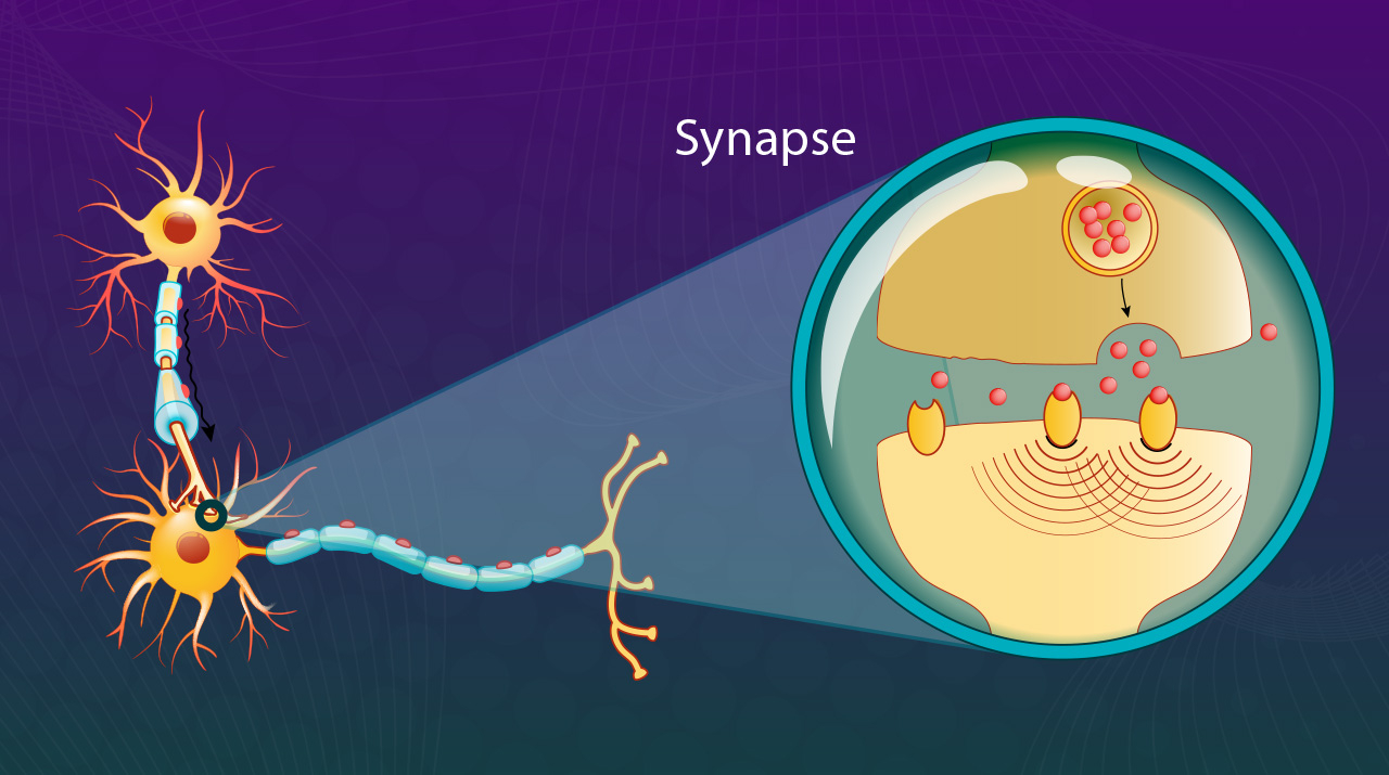 A Molecular Route to Decoding Synaptic Specificity and Nerve Cell ...