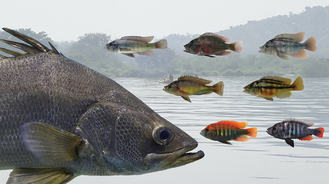 Nile Perch Invasion Triggered Genetic Bottlenecks in Lake Victoria's Endemic Cichlids The ...