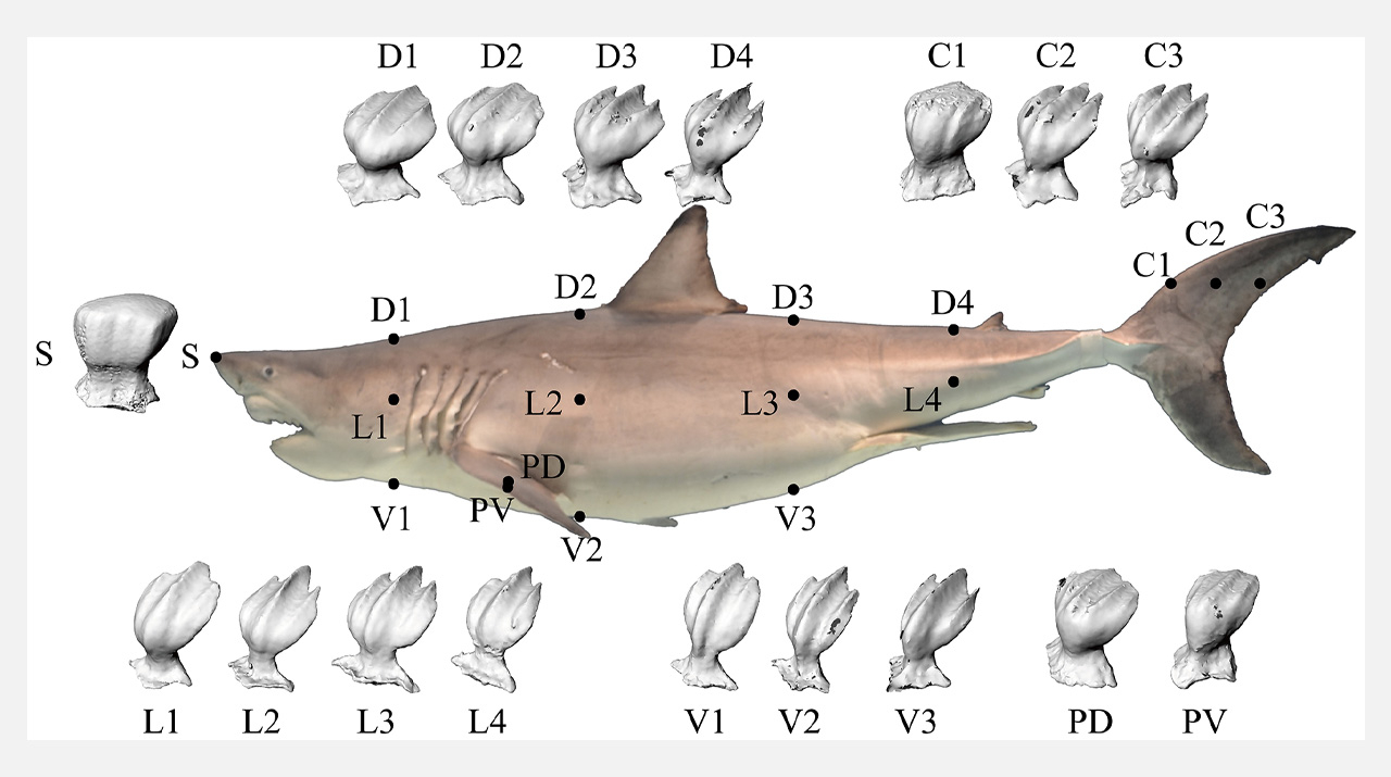 Female Shark Dissection Shark Paper Dissection (Male) By Biology Buff