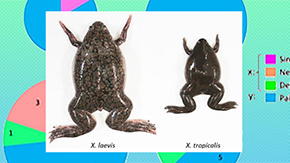 Discover a new cancer control strategy from African clawed frog | Tokyo ...