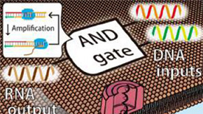 Successful use of DNA as a computer in artificial cells - Realizing ...