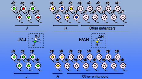 Pioneering Discovery of an Odor-detecting Receptor Enhancer | Tokyo ...