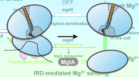 Protein intentionally terminates own synthesis by destabilizing ...