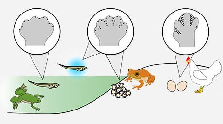 Oxygen shapes arms and legs: origins of a new developmental mechanism ...