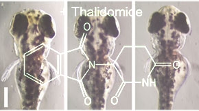 Story of thalidomide continues Molecular basis of drug's effects on ...