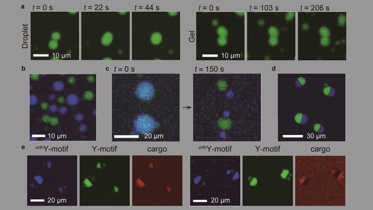 Designing DNA From Scratch: Engineering the Functions of Micrometer ...