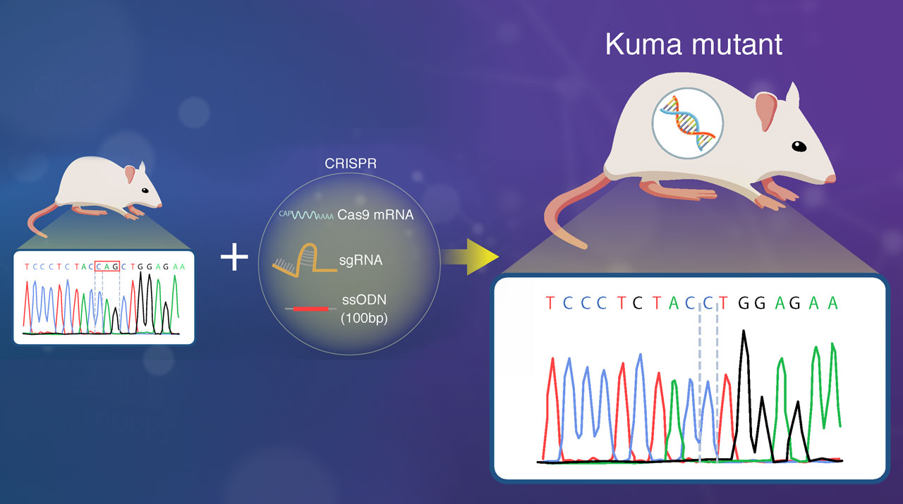Move over Akita: Introducing 'Kuma Mutant' Mice for Islet ...