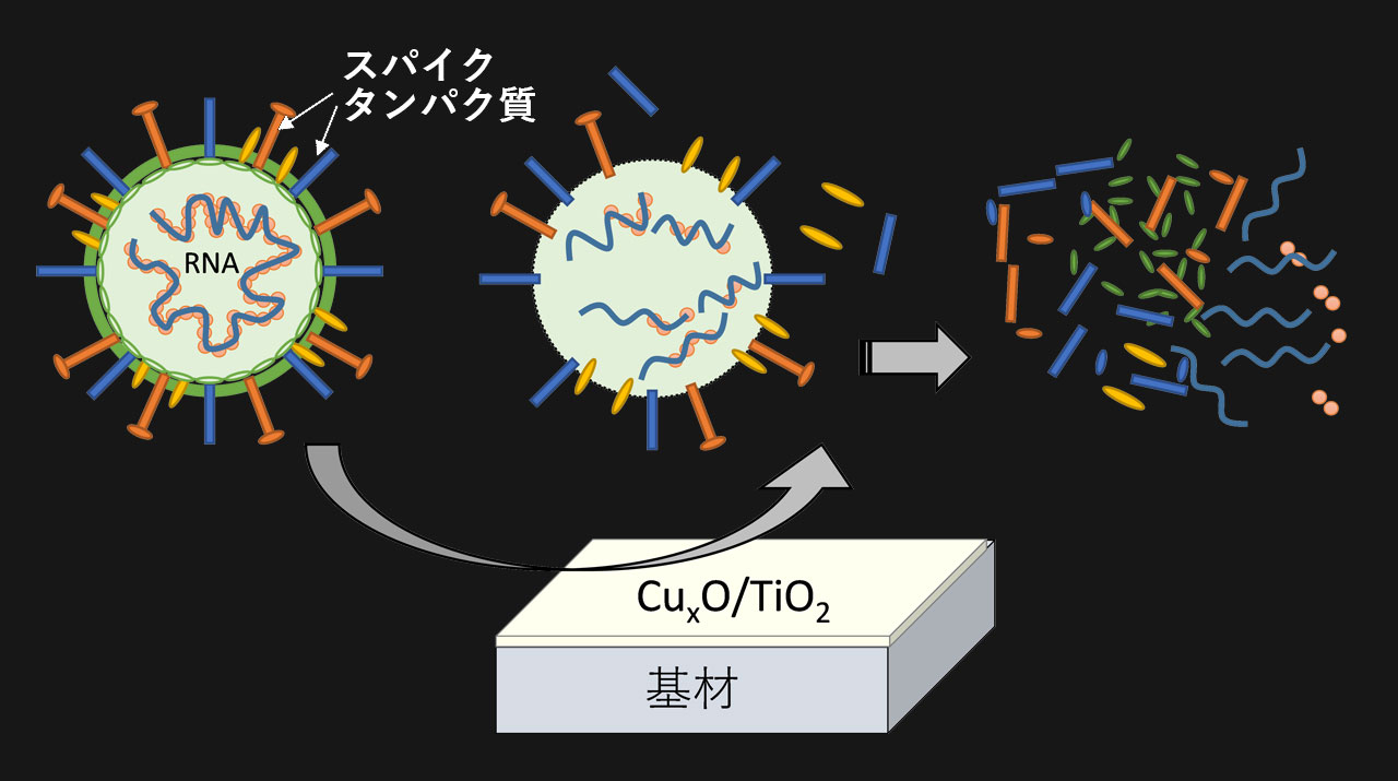 抗ウイルス材料CuxO/TiO2による新型コロナウイルス（変異株）の不活化およびそのメカニズム解明に成功 暗所でも大きな効果、室内照明の照射で ...