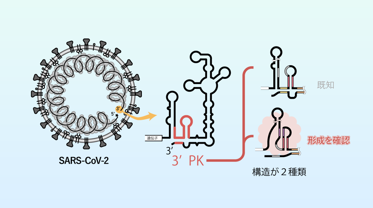 SARS-CoV-2の転写開始の鍵となるRNA構造を同定 汎コロナウイルス創薬の新規ターゲット開発に期待 | 東工大ニュース | 東京工業大学